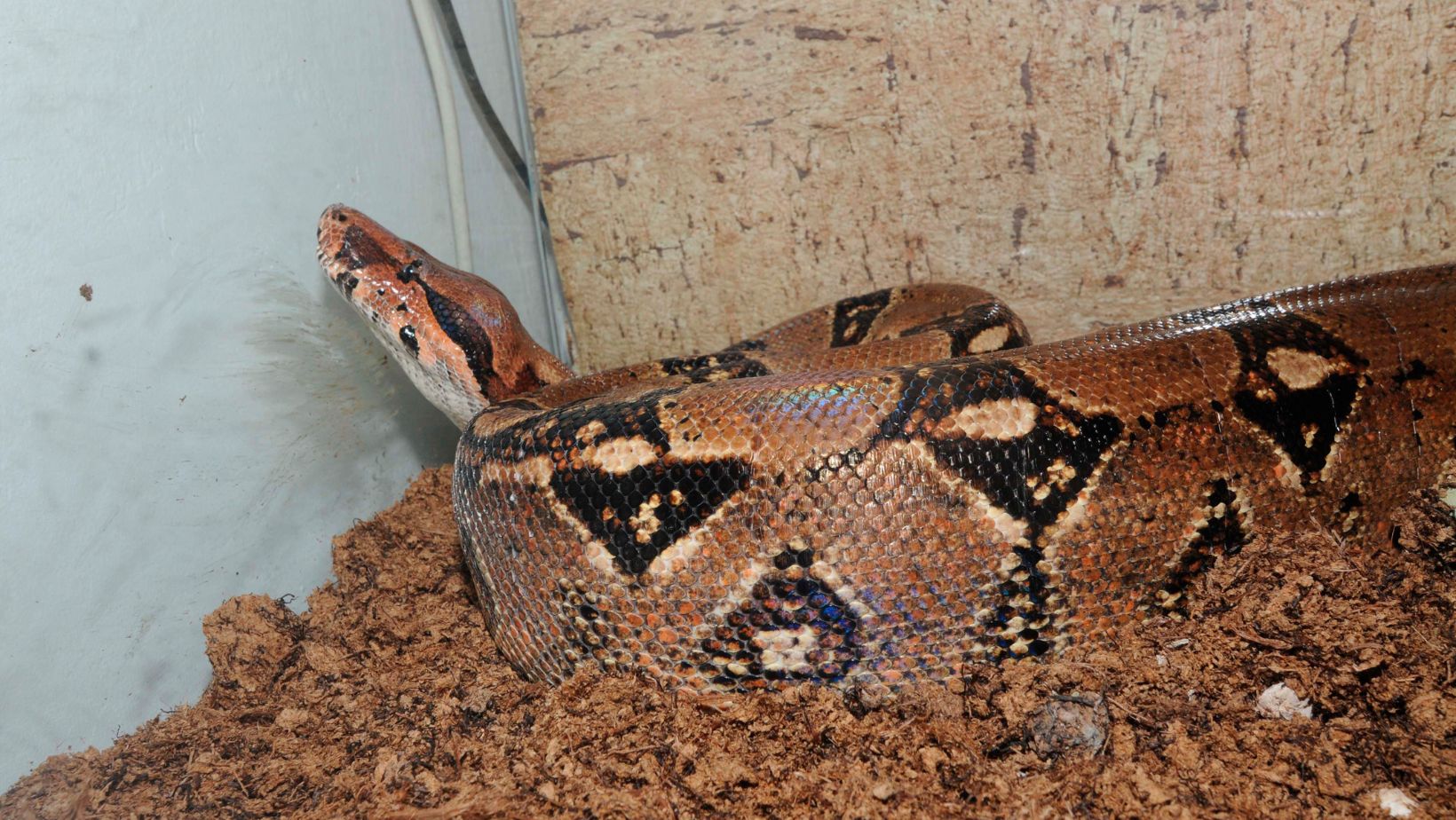 Unbelievable World Largest Snake 48 ft - Theserpentrogue